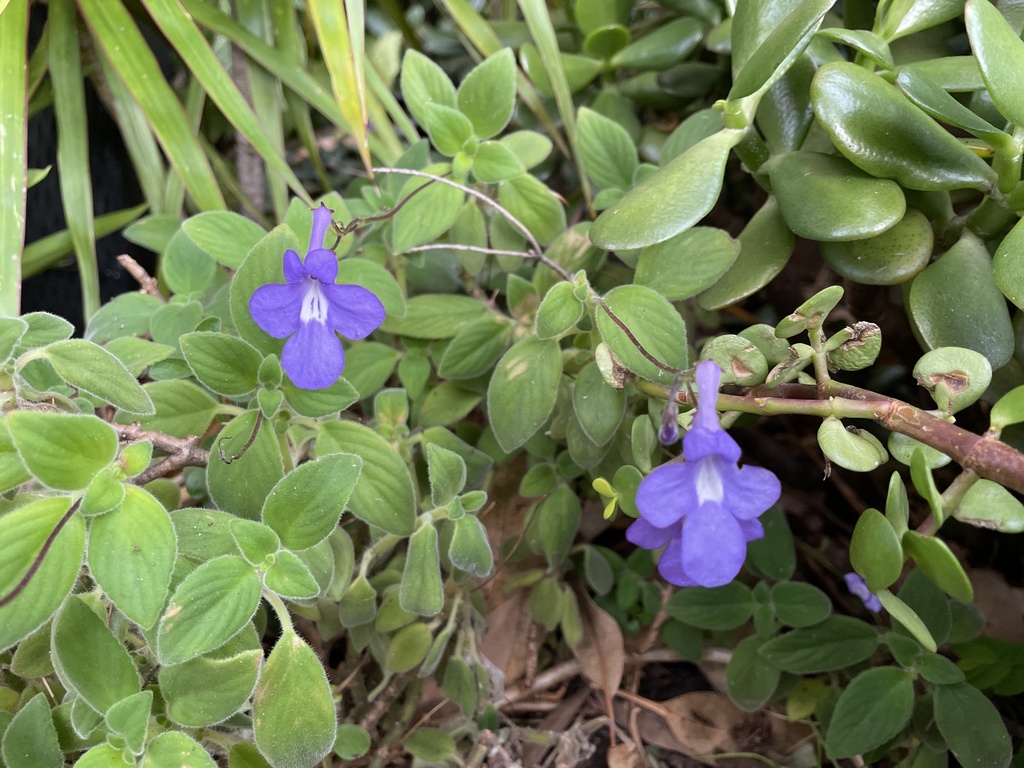 African Primrose in February 2024 by Alex Pintsen JIN · iNaturalist