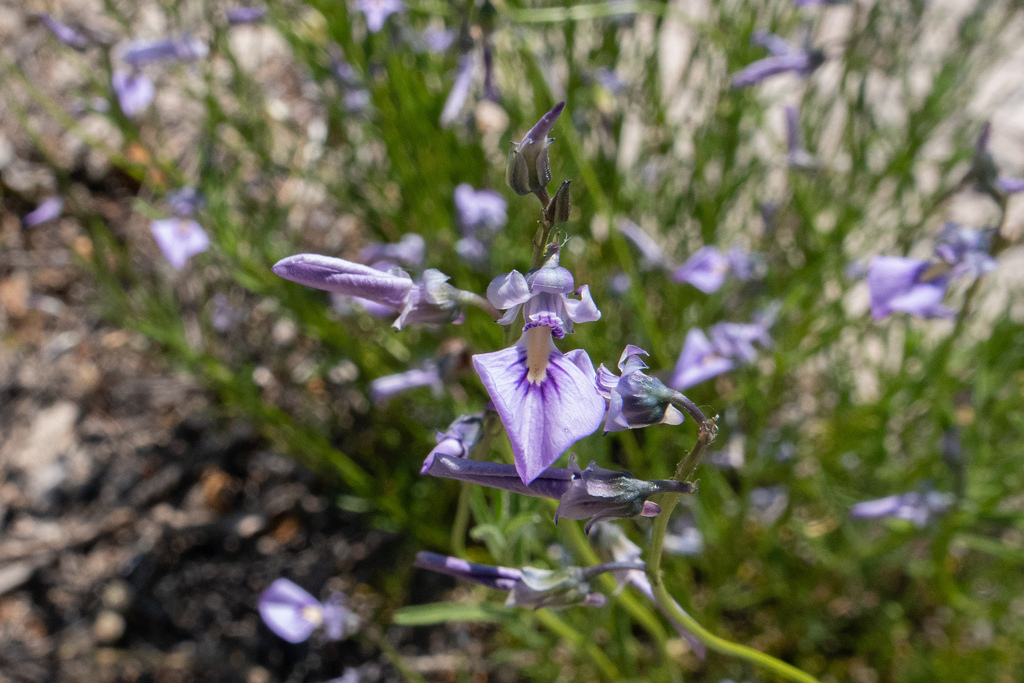 wild violet from Hill River WA 6521, Australia on October 17, 2023 at ...