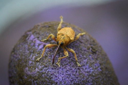 Filbert Weevil (Curculio uniformis)