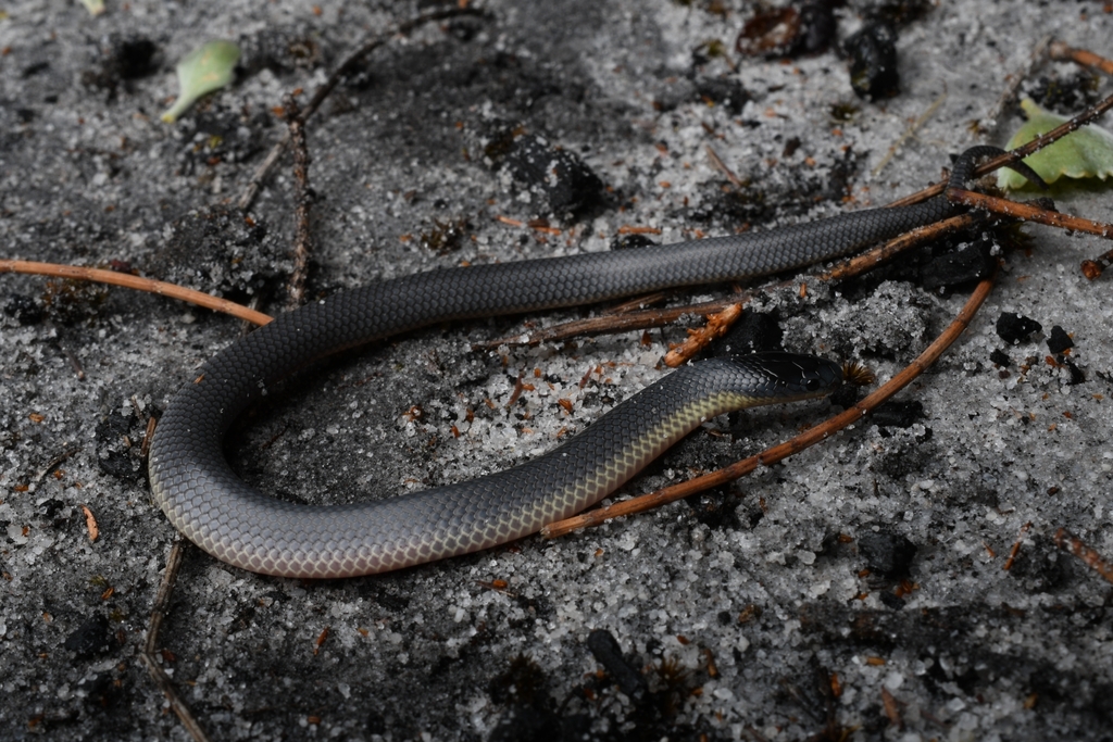 Square-nosed Snake from Kalgan WA 6330, Australia on February 27, 2024 ...