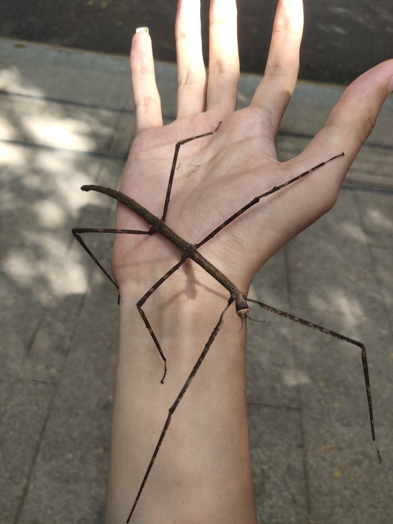 Ramulus caii from Shenzhen, CN-GD, CN on July 31, 2023 at 04:19 PM by ...