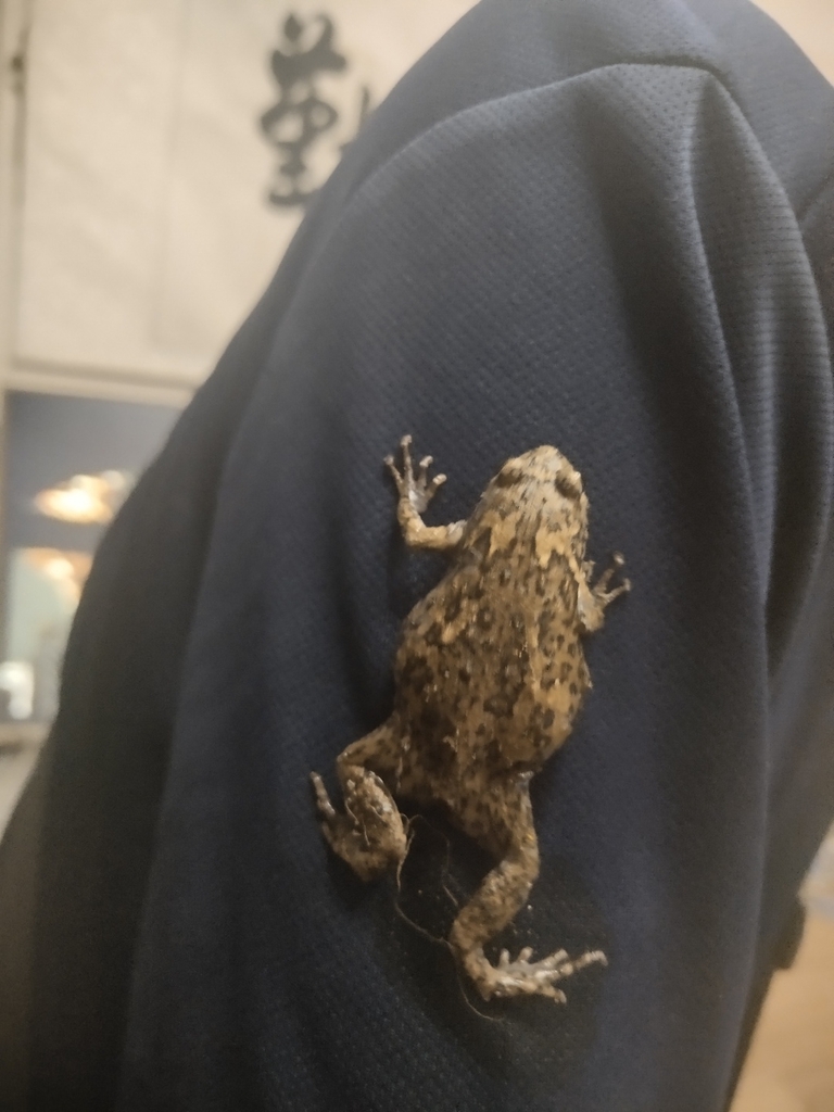 Sichuan Digging Frog from Mianyang, CN-SC, CN on July 20, 2023 at 10:20 ...