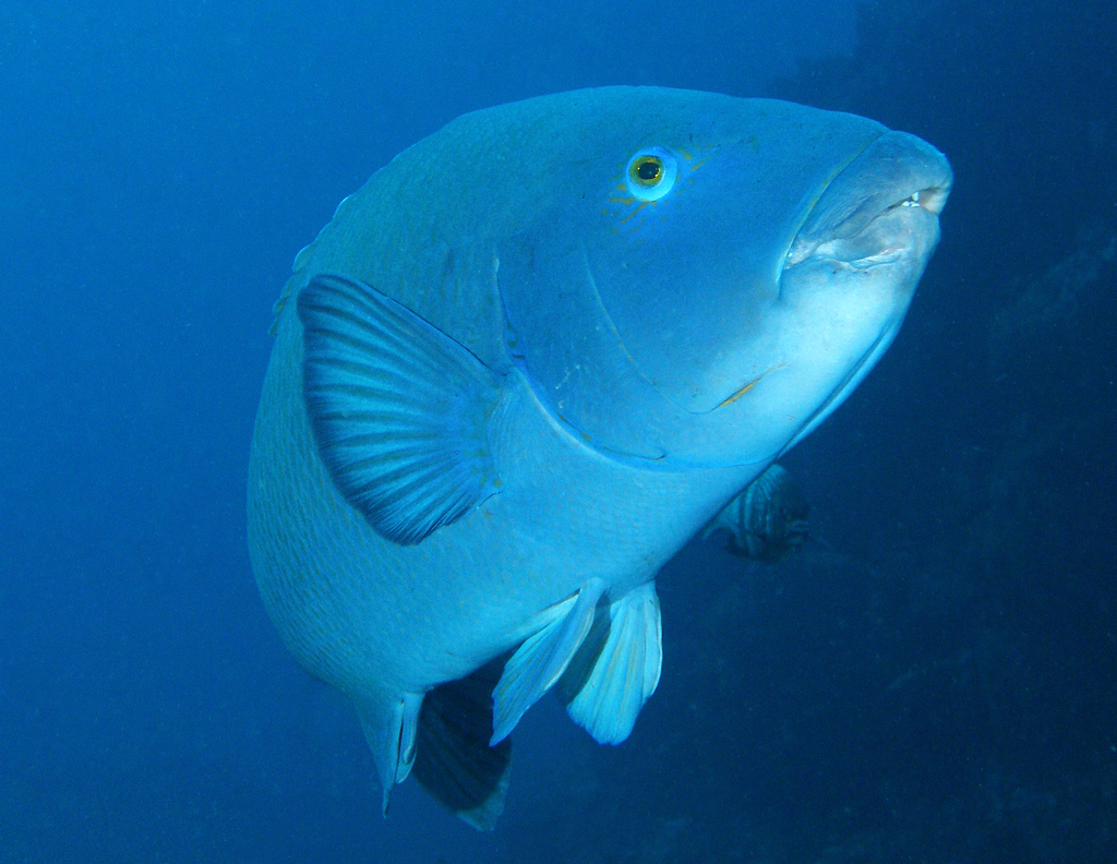 Eastern Blue Groper (Achoerodus viridis) - Marine Life Identification