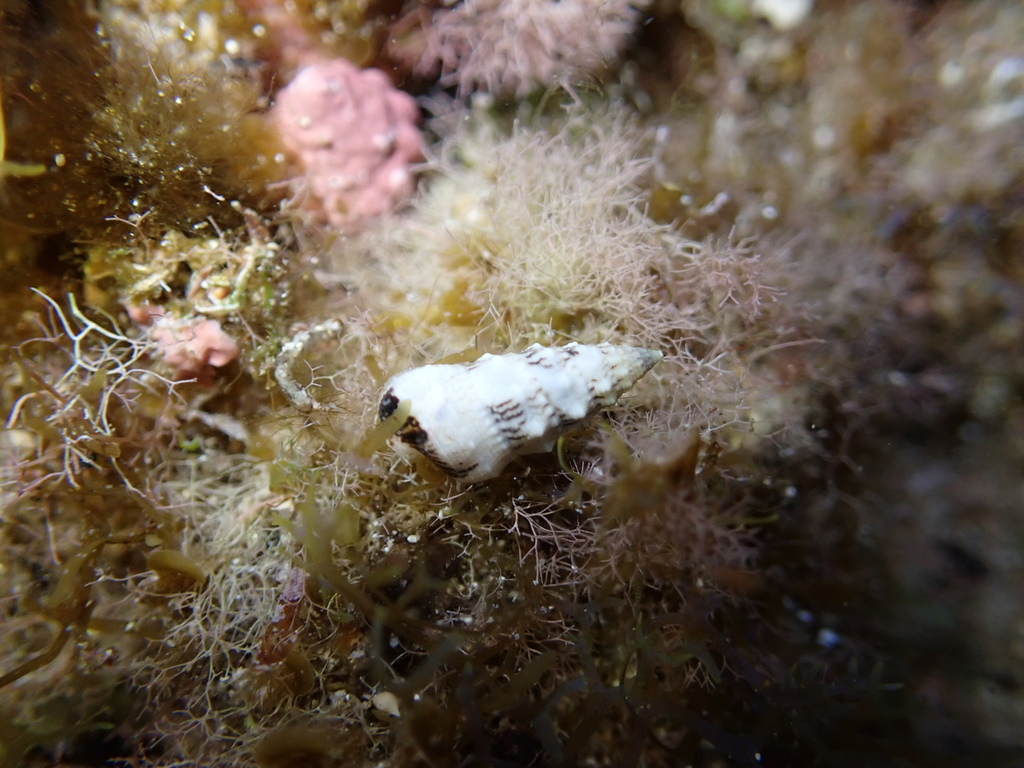 Cerithium egenum from Lord Howe Island, Middle Beach on February 28, 2024 at 04:55 PM by ...