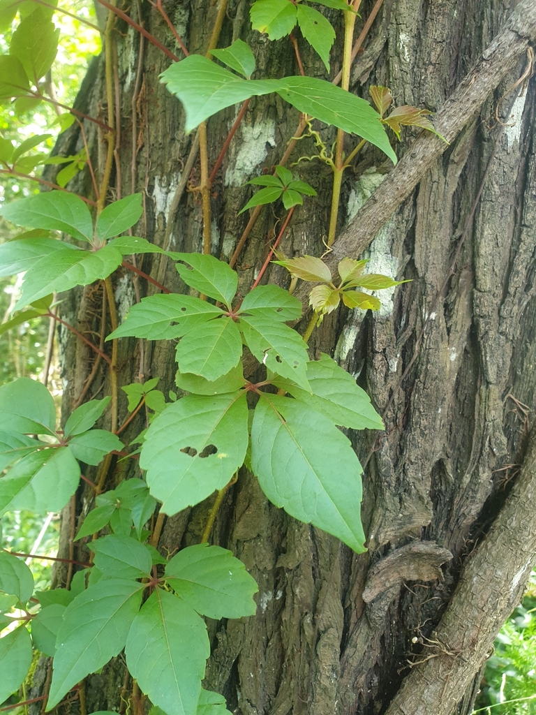 Virginia creeper from Amity QLD 4183, Australia on February 28, 2024 at ...