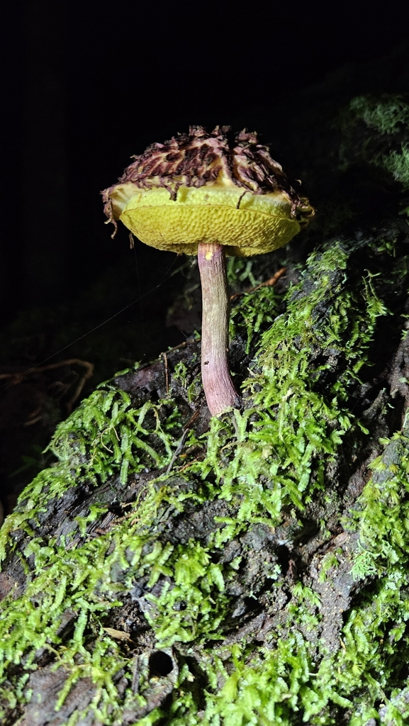 Boletellus aurocontextus from 2C23+8H, Olney NSW 2325, Australia on ...