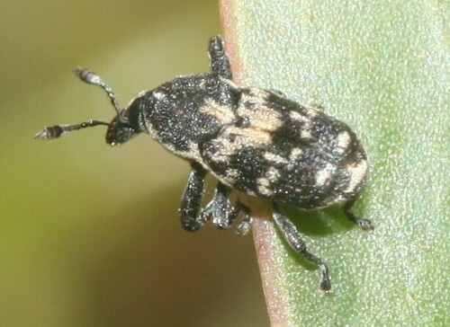 Neolaemosaccus longimanus · iNaturalist