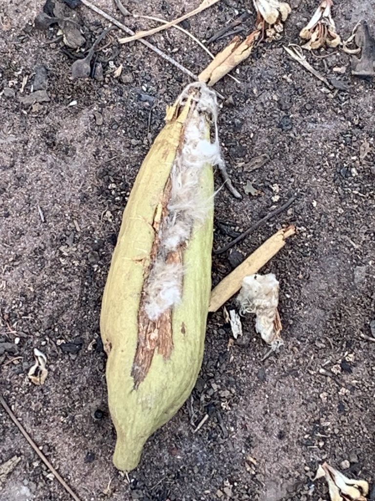Kapok Tree from Parc national du Niokolo-Koba, Tambacounda, SN on ...