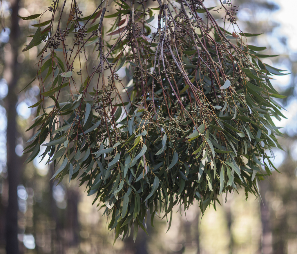 Silvertop Ash from Wingan River VIC 3891, Australia on March 26, 2015 by Tim Johnson. Large ...