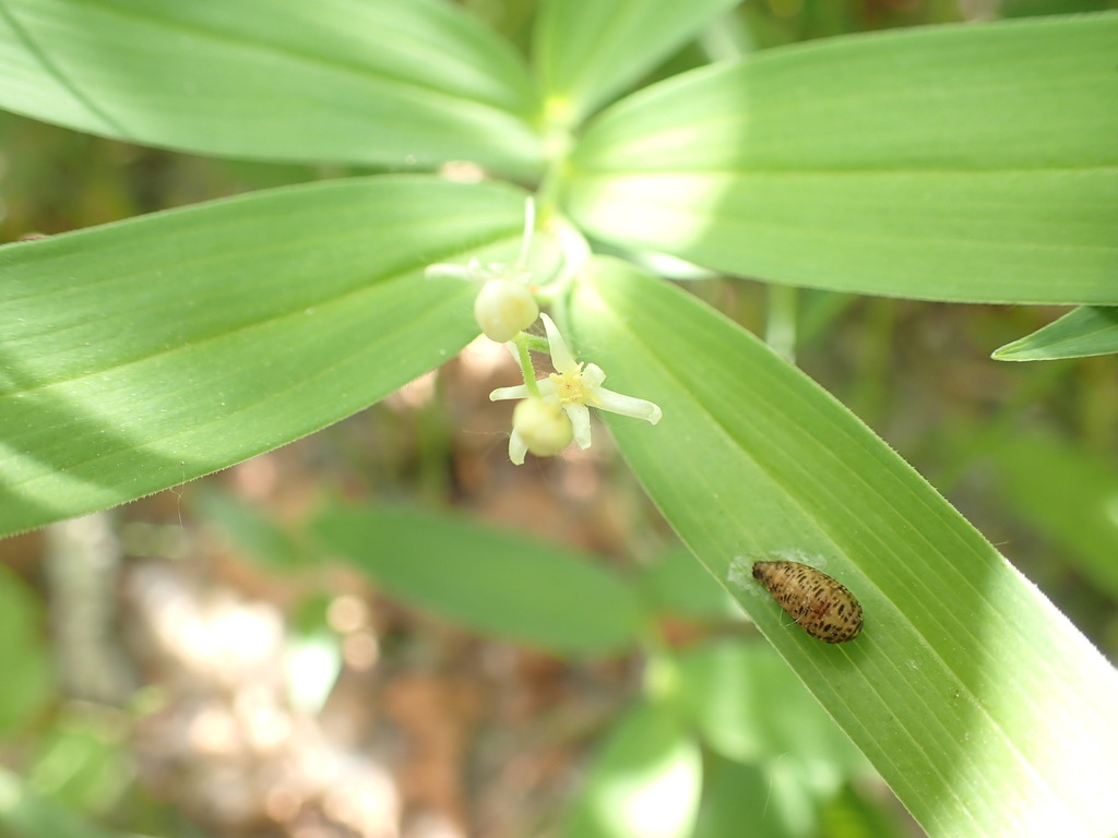 Winged and Once-winged Insects from Southwest Calgary, Calgary, AB ...