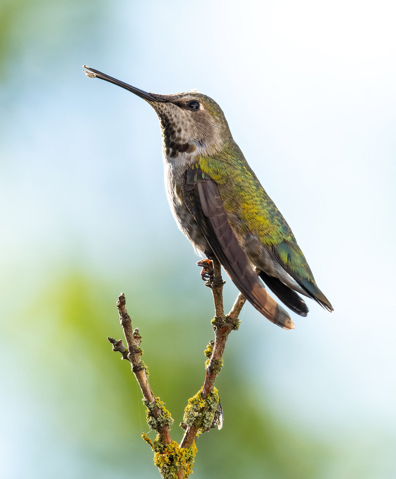 Anna's Hummingbird (Birds of Lake Sammamish Watershed) · iNaturalist