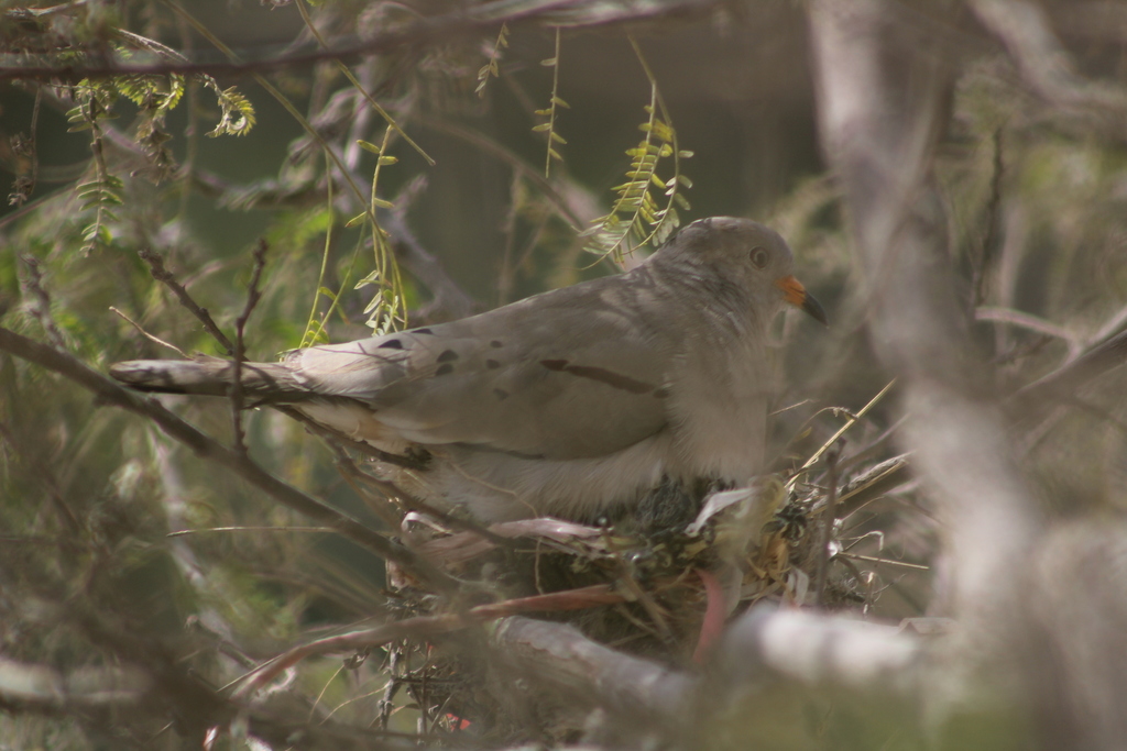 Croaking Ground Dove from Santa Rosa, Arequipa, Perú on April 20, 2019 ...