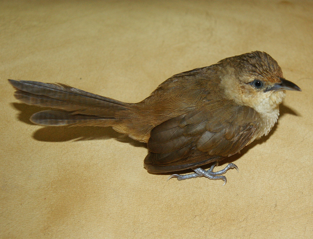 Chicuaco (Guía de Aves del municipio de Maní, Casanare - Colombia ...