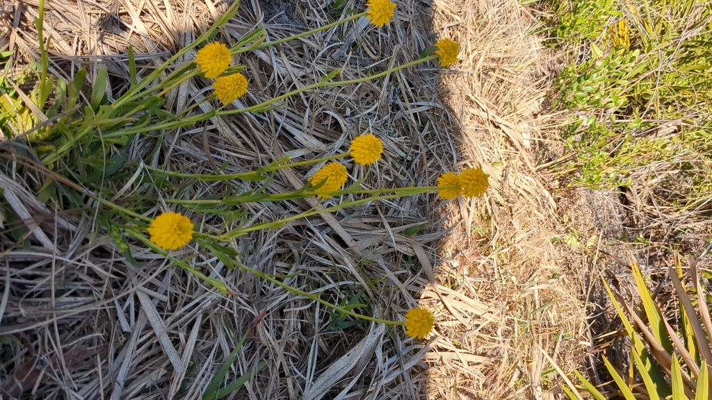 Yellow milkwort from Estero on February 28, 2024 at 10:06 AM by ...