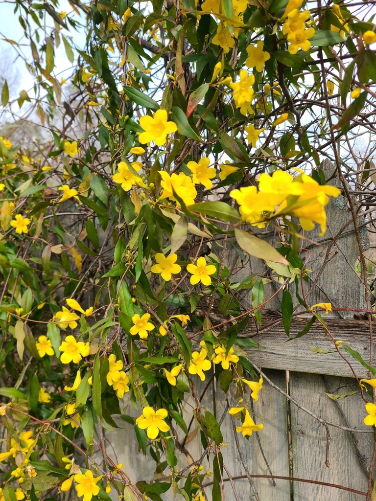 yellow jessamine from Columbus, GA 31909, USA on February 28, 2024 at ...