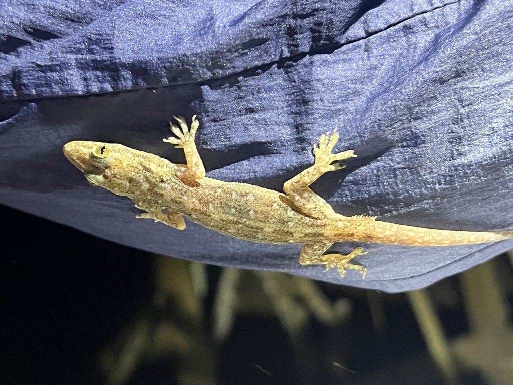 Indo-Pacific House Gecko from 沙腊路, 西双版纳傣族自治州, 云南省, CN on February 22 ...