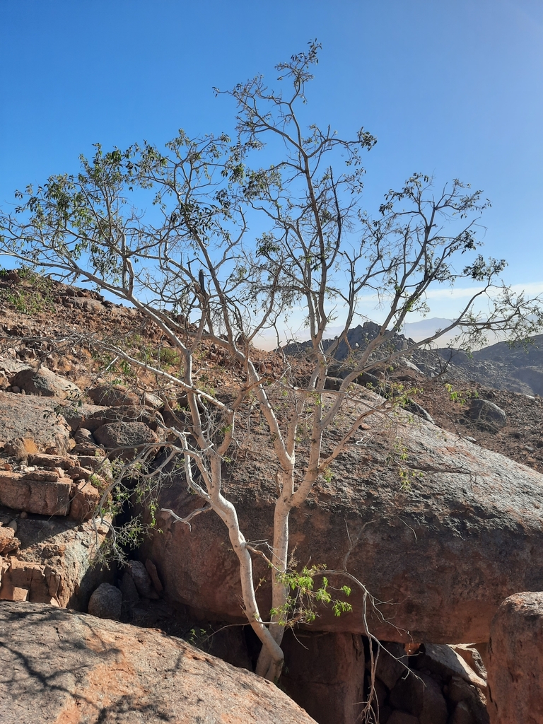 Namaqua Fig from Hardap Region, Namibia on February 18, 2024 at 08:08 ...