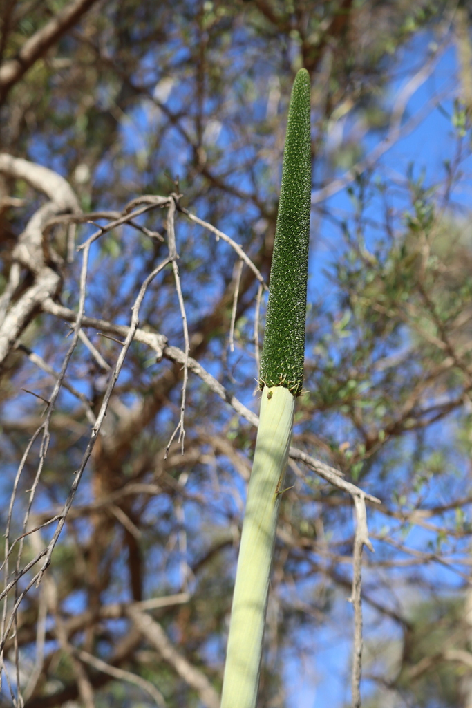 Yacka from Montacute SA 5134, Australia on February 28, 2024 at 06:23 ...