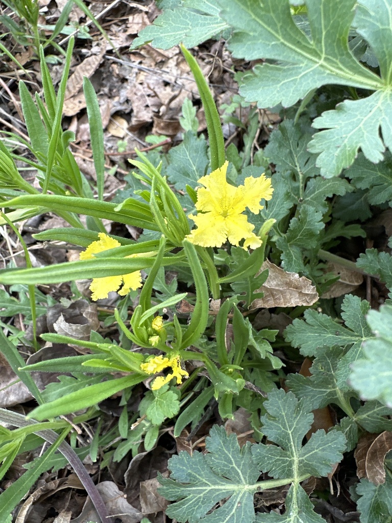 narrowleaf puccoon from W Cibolo Dr, Boerne, TX, US on February 28 ...