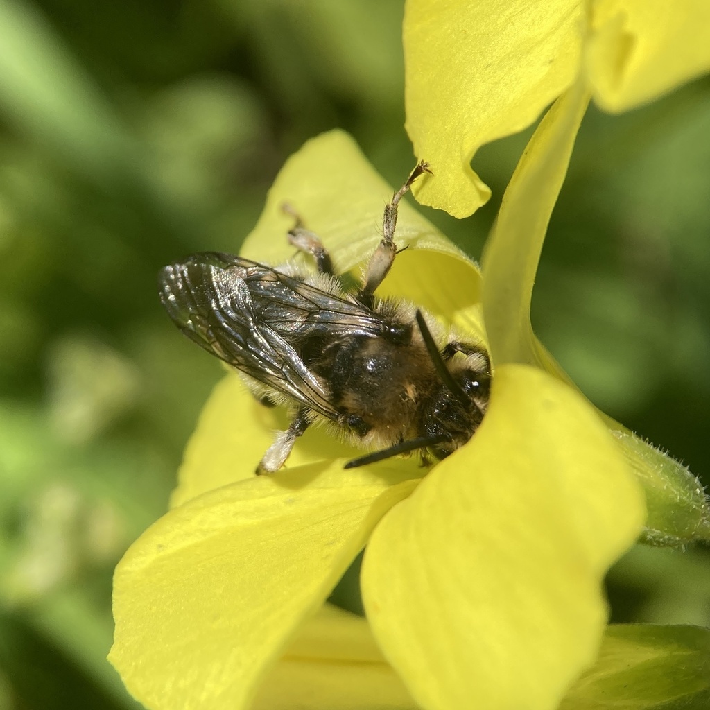 Common Mourning Bee in February 2024 by melster · iNaturalist