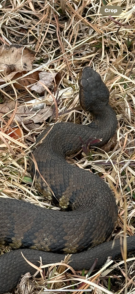 Northern Cottonmouth from Rockingham on February 28, 2024 at 11:37 AM ...