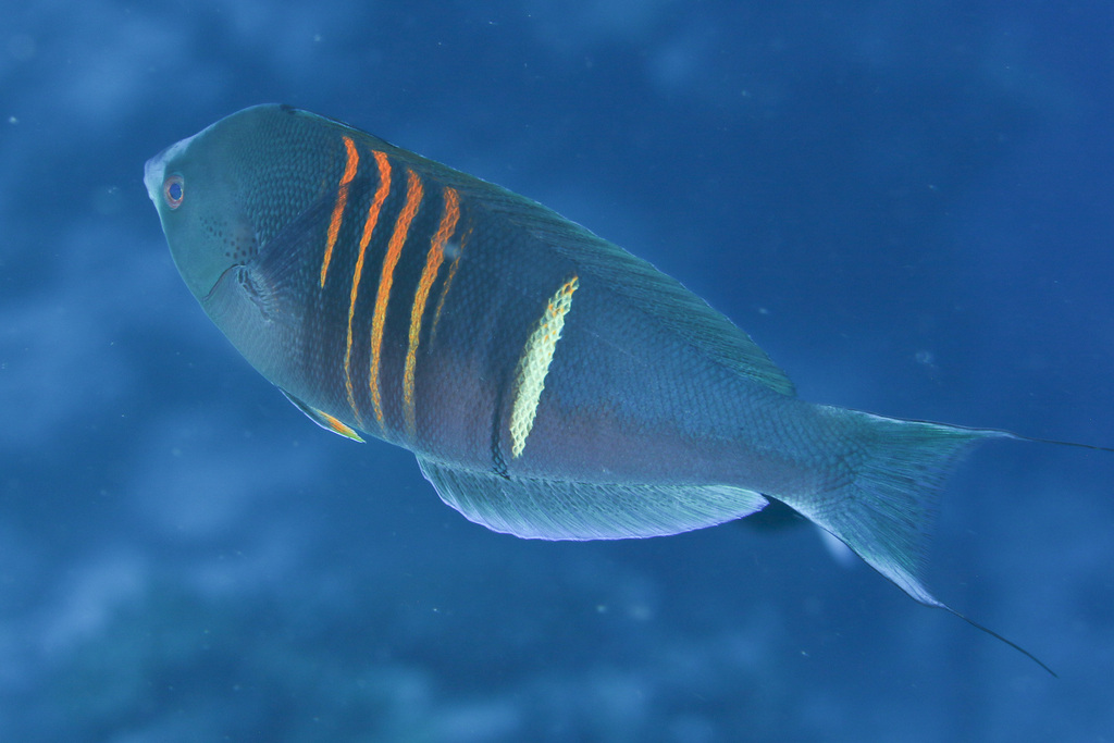Rust-banded Wrasse from Lau, Eastern, Fiji on February 17, 2024 at 10: ...