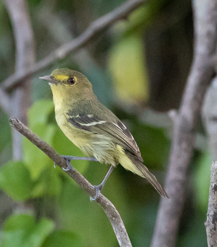 Subespecies Vireo pallens semiflavus · iNaturalist Mexico