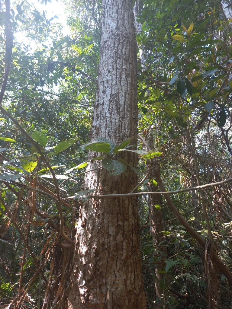 Life in Masinloc - Coto Kidzpool Vegetation [07/24]