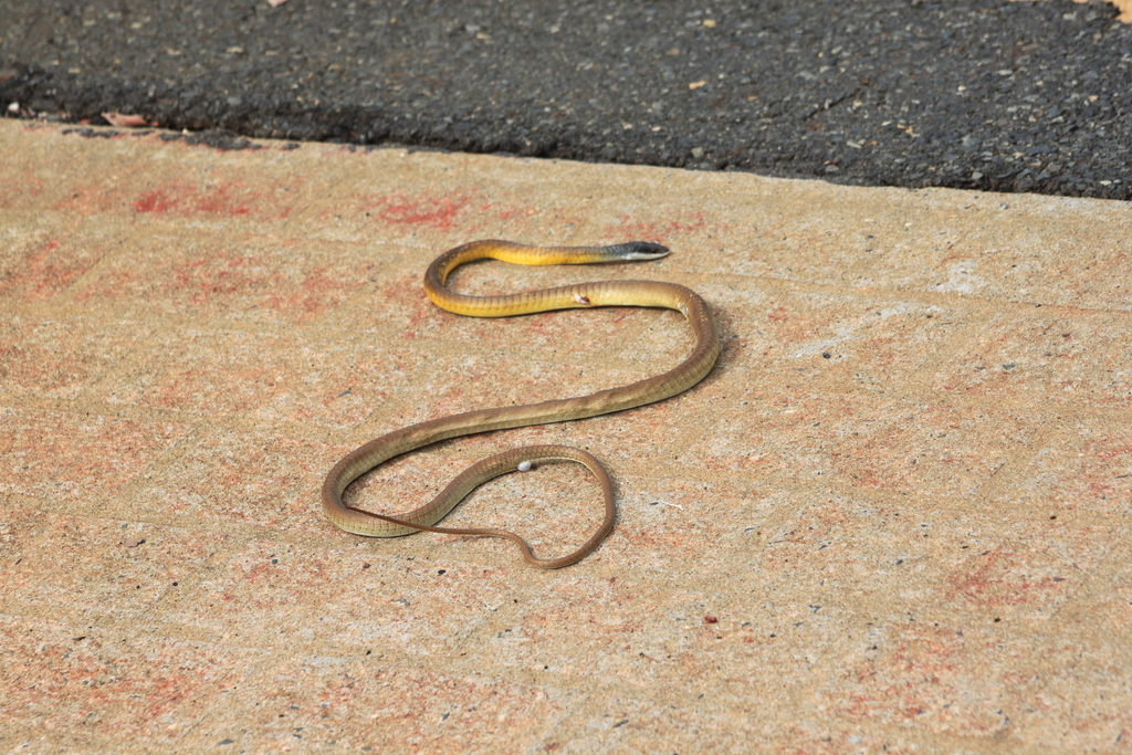 Common Tree Snake from Какаду Северная тер. 0822, Австралия on December ...