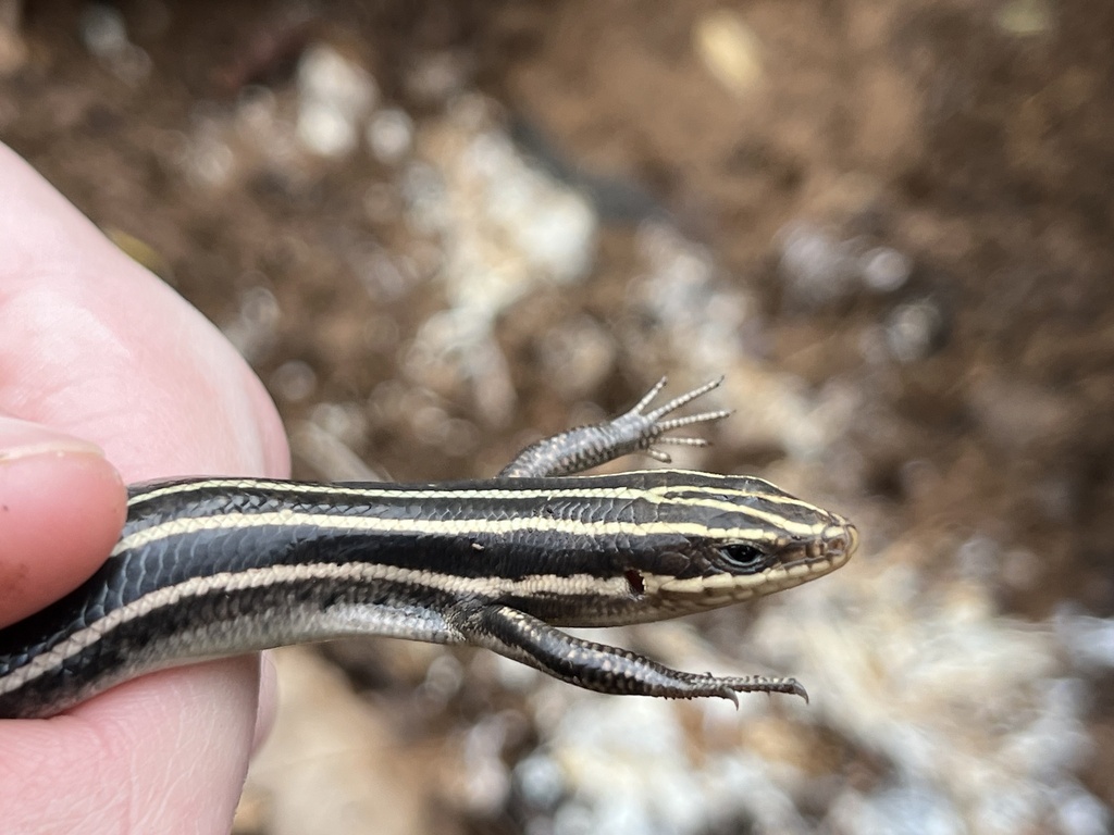 Common Five-lined Skink in February 2024 by Matthew · iNaturalist
