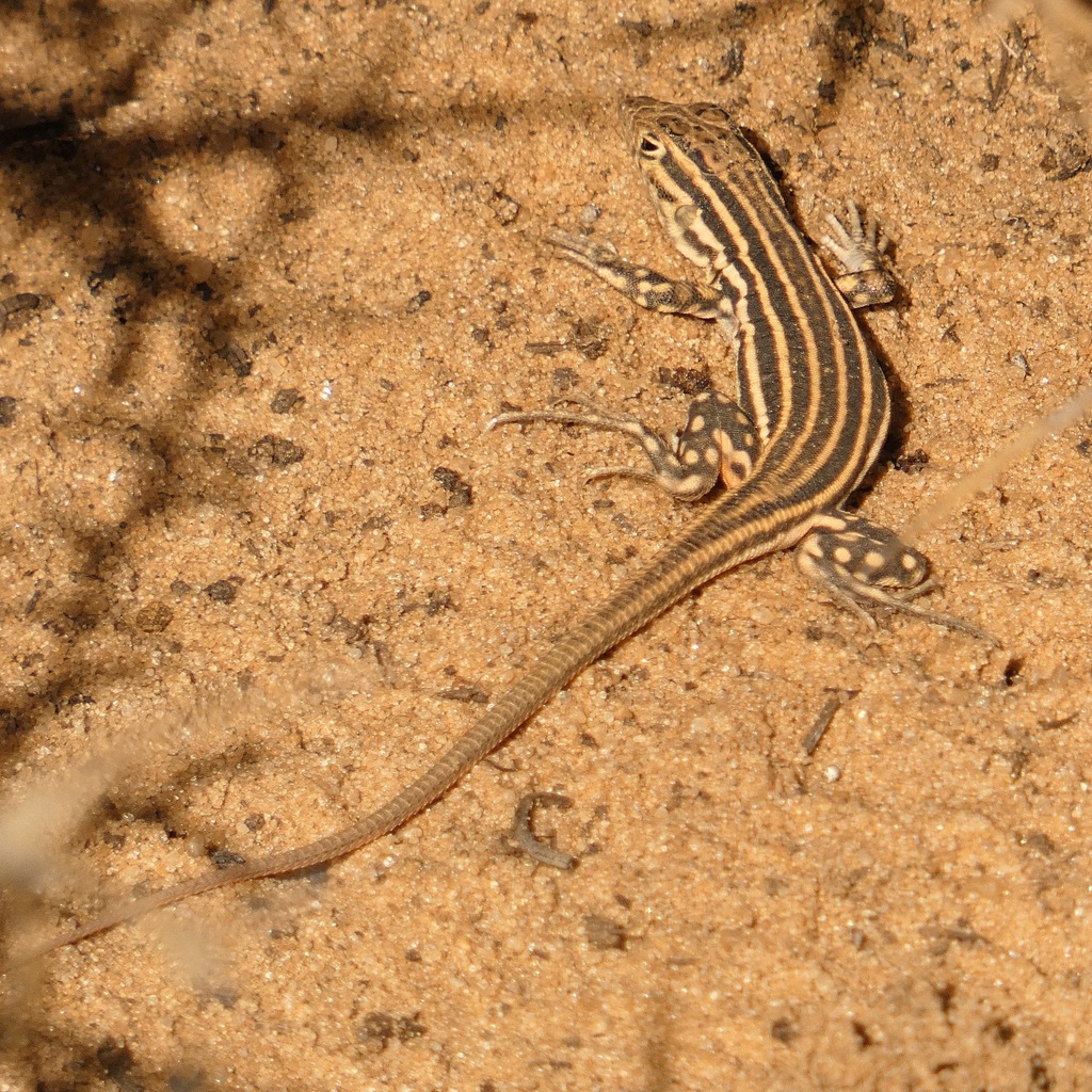 Spiny-footed Lizard from Pinar del Hacho, Antequera, Málaga, Andalucía ...