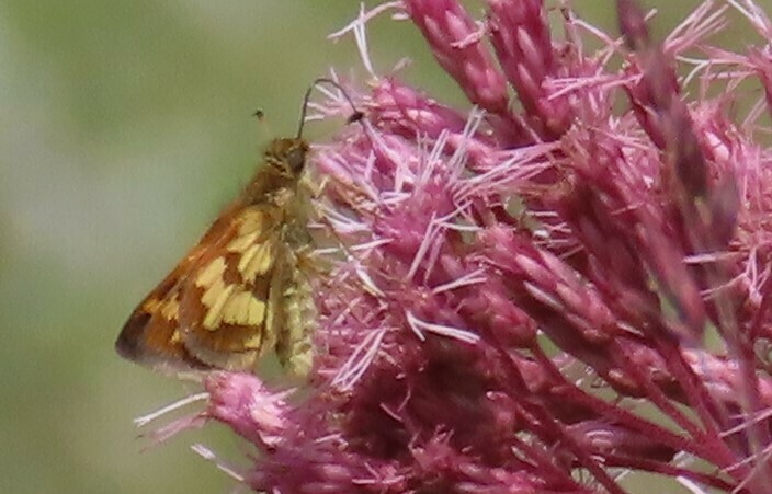 Peck's Skipper from Lee, NH, USA on September 15, 2023 at 12:08 PM by ...