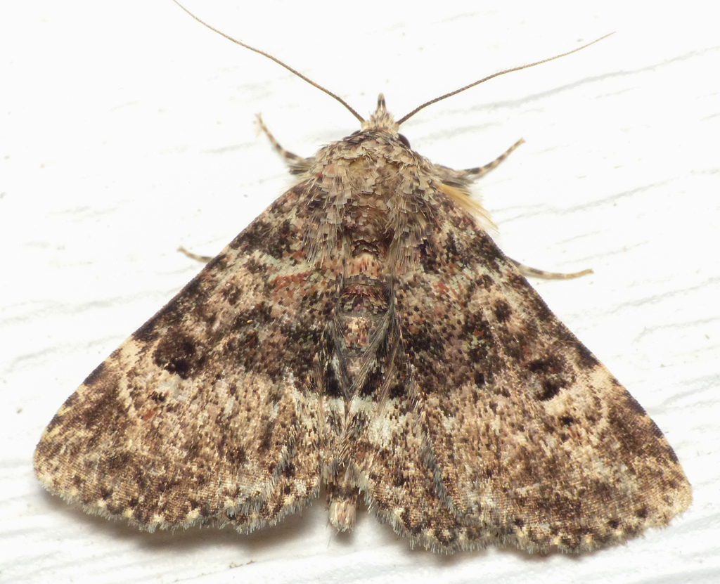 Common Fungus Moth from Knox, Albany County, NY, USA on July 5, 2017 at ...