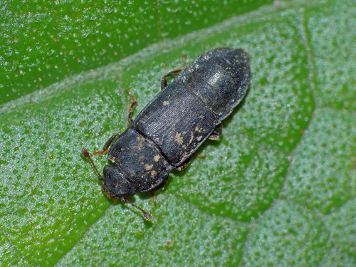 Brachypeplus planus · iNaturalist