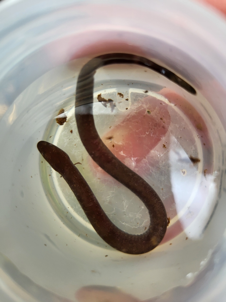 One-toed Amphiuma in February 2024 by Wayne Fidler. Will upload higher ...