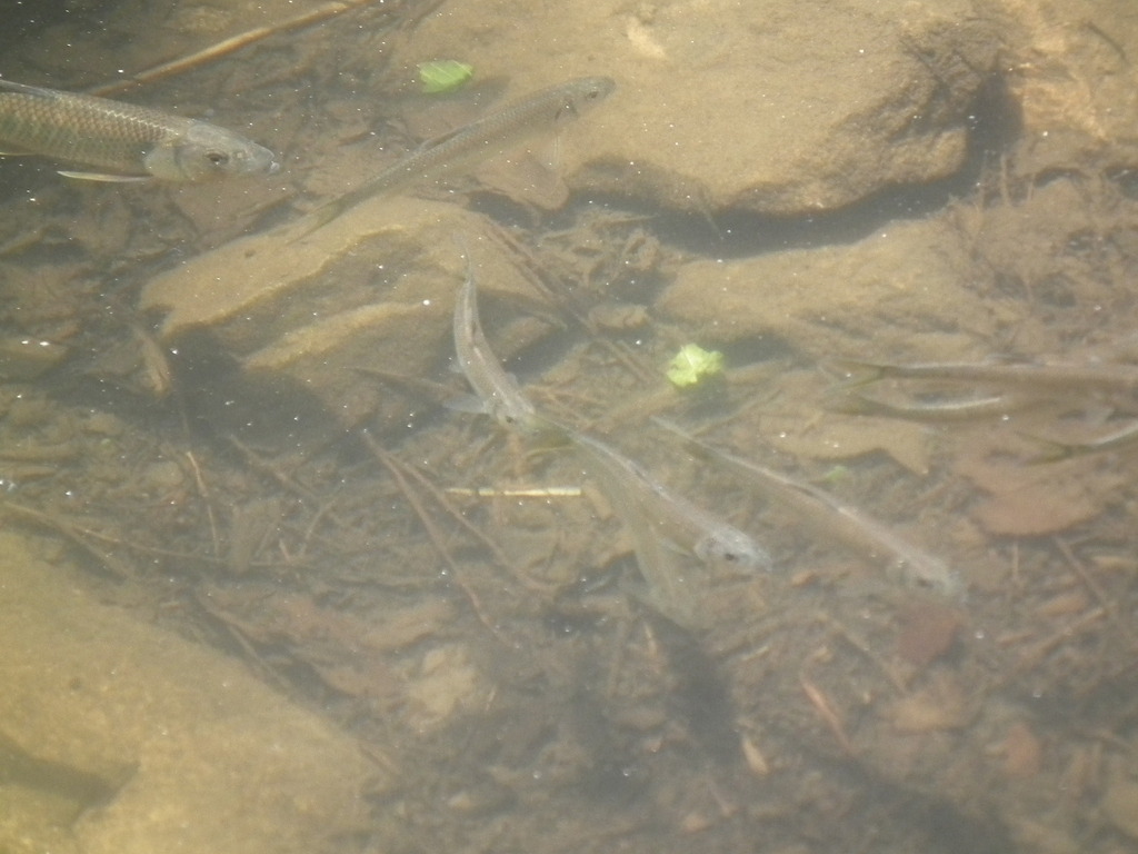 Opsariichthys bidens from 中国山东省青岛市崂山区 on June 22, 2019 at 10:58 AM by ...