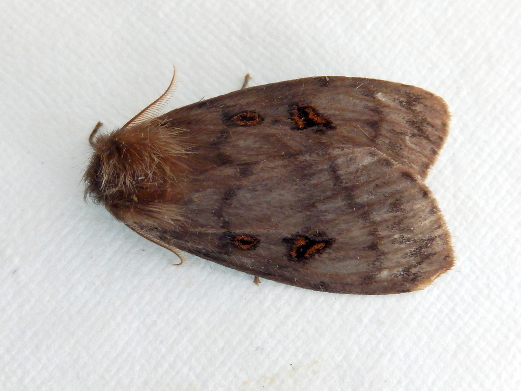 White Cedar Moth from Sydney NSW, Australia on February 28, 2024 at 11: ...