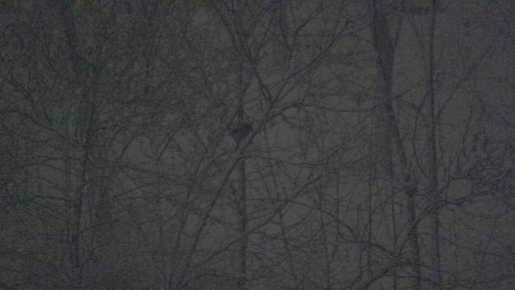 Hooded Crow from İstanbul, Türkiye on January 23, 2022 at 04:25 AM by ...