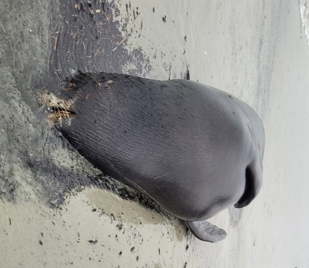 California Sea Lion from Tribune Bay, Comox Valley, BC, CA on February ...