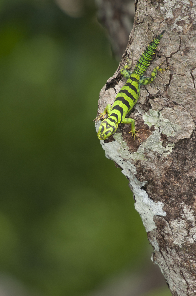 Green Thornytail Iguana from Maripasoula 97370, Guyane française on ...