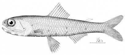 (Diaphus dumerilii) - Marine Life Identification
