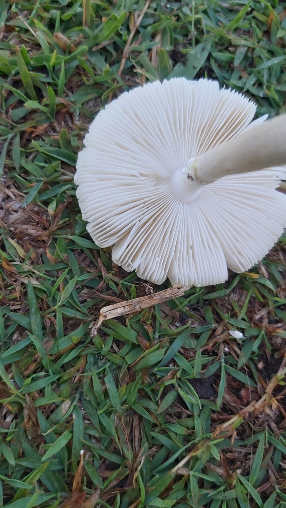 Marbled Death Cap from Kerry Cres after Kurraba Pde, Berkeley Vale NSW ...