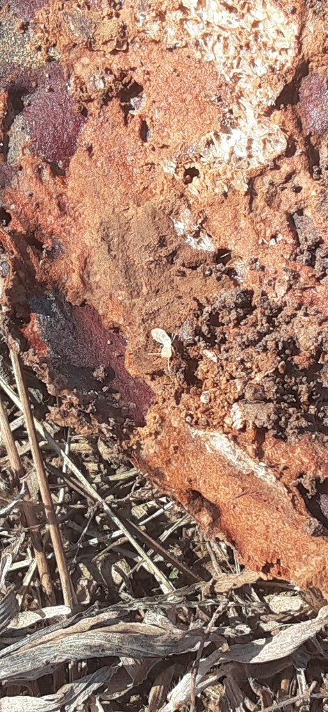 Termites from Wagoner County, OK, USA on February 28, 2024 at 12:28 PM ...