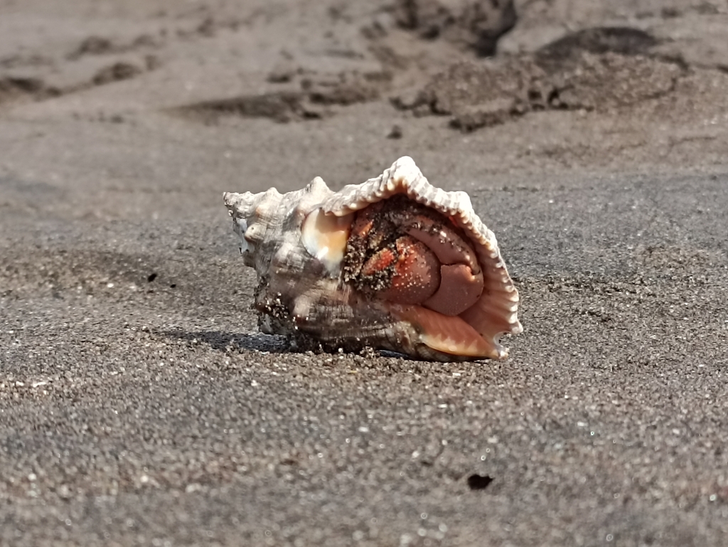 Ecuadorian Hermit Crab from 23882 B.C.S., México on February 26, 2024 ...
