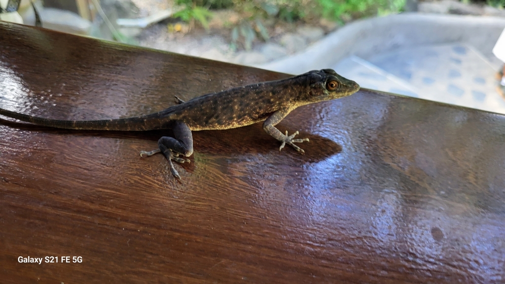 Neotropical Green Anole from Cayo District, Belize on February 28, 2024 ...