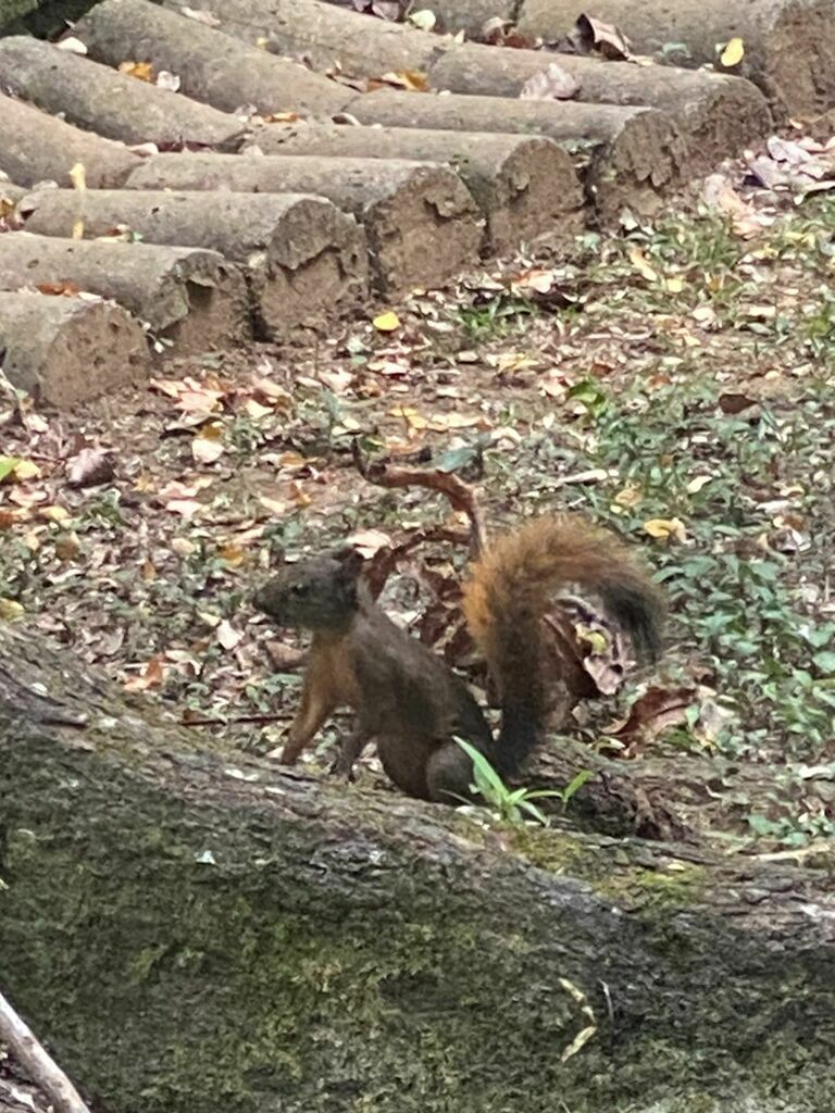 Red-tailed Squirrel from Cl. 9 #27, Bucaramanga, Santander, Colombia on ...