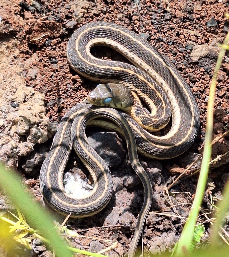 Black-necked Garter Snake from Jardines del Real, 47600 Tepatitlán de ...