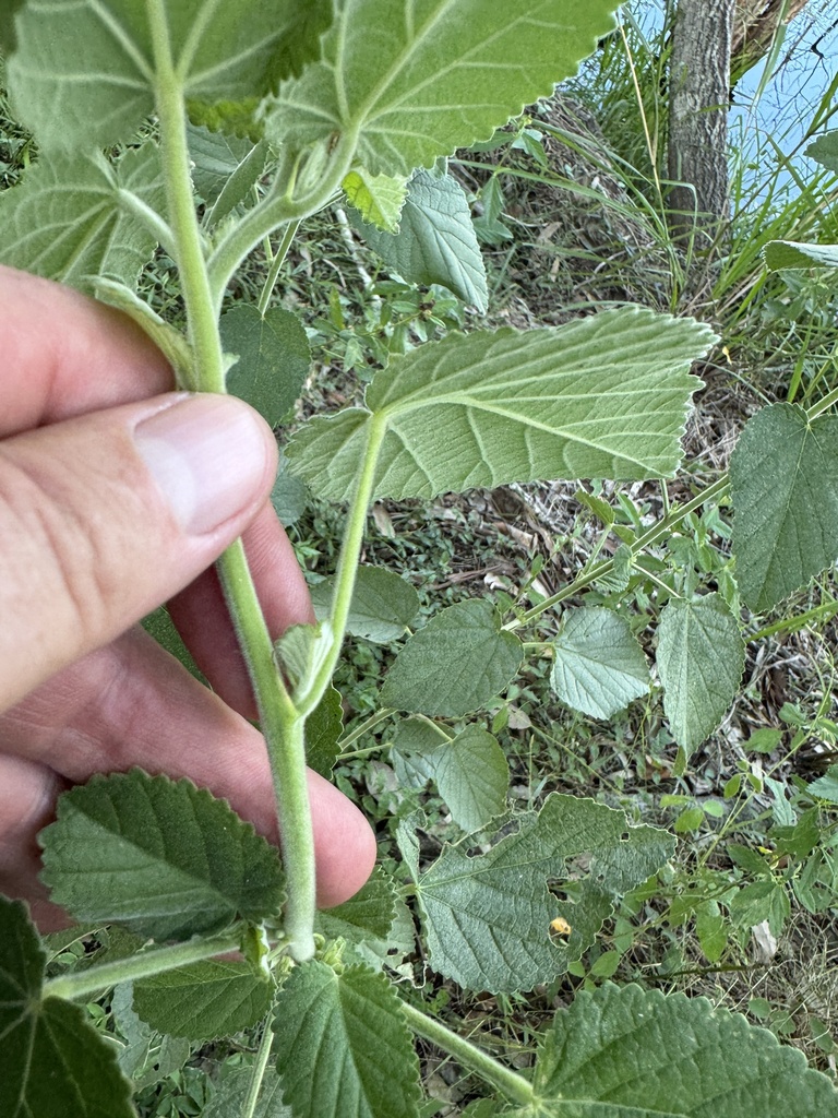 flannel weed in February 2024 by cwelden_ecp · iNaturalist