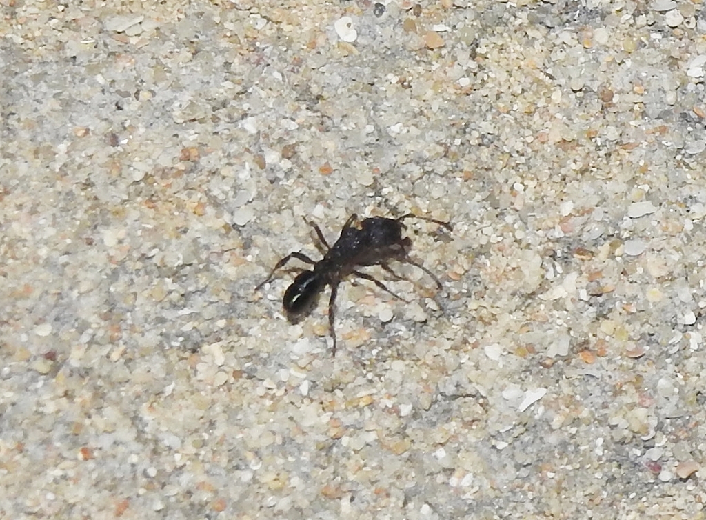 Pony Ants from Fingal VIC 3939, Australia on February 27, 2024 at 08:41 ...