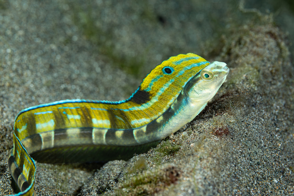 Snake Blenny (Xiphasia setifer) - Marine Life Identification